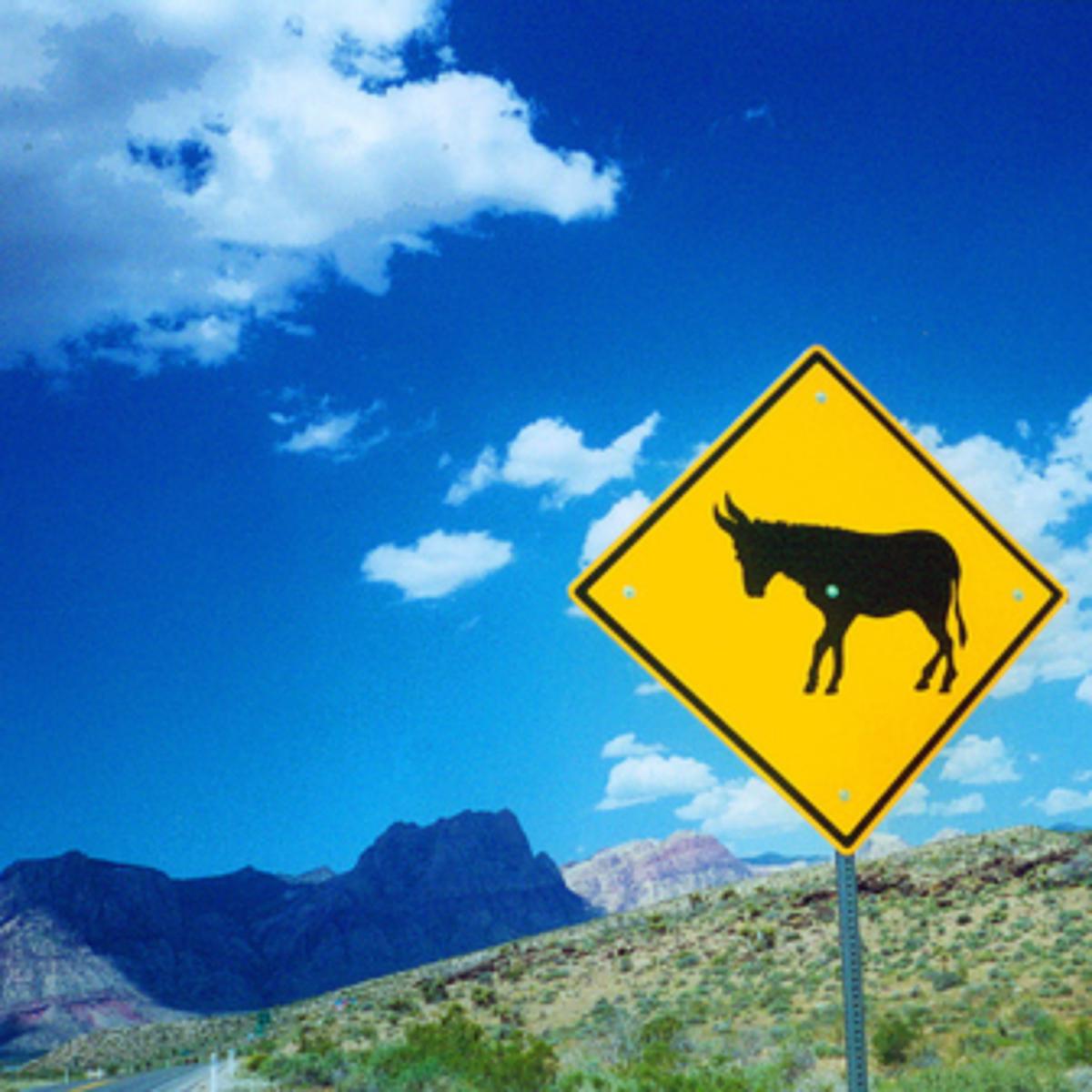 Second Annual West Texas Beautiful Burro and Mule Contest Held Today ...