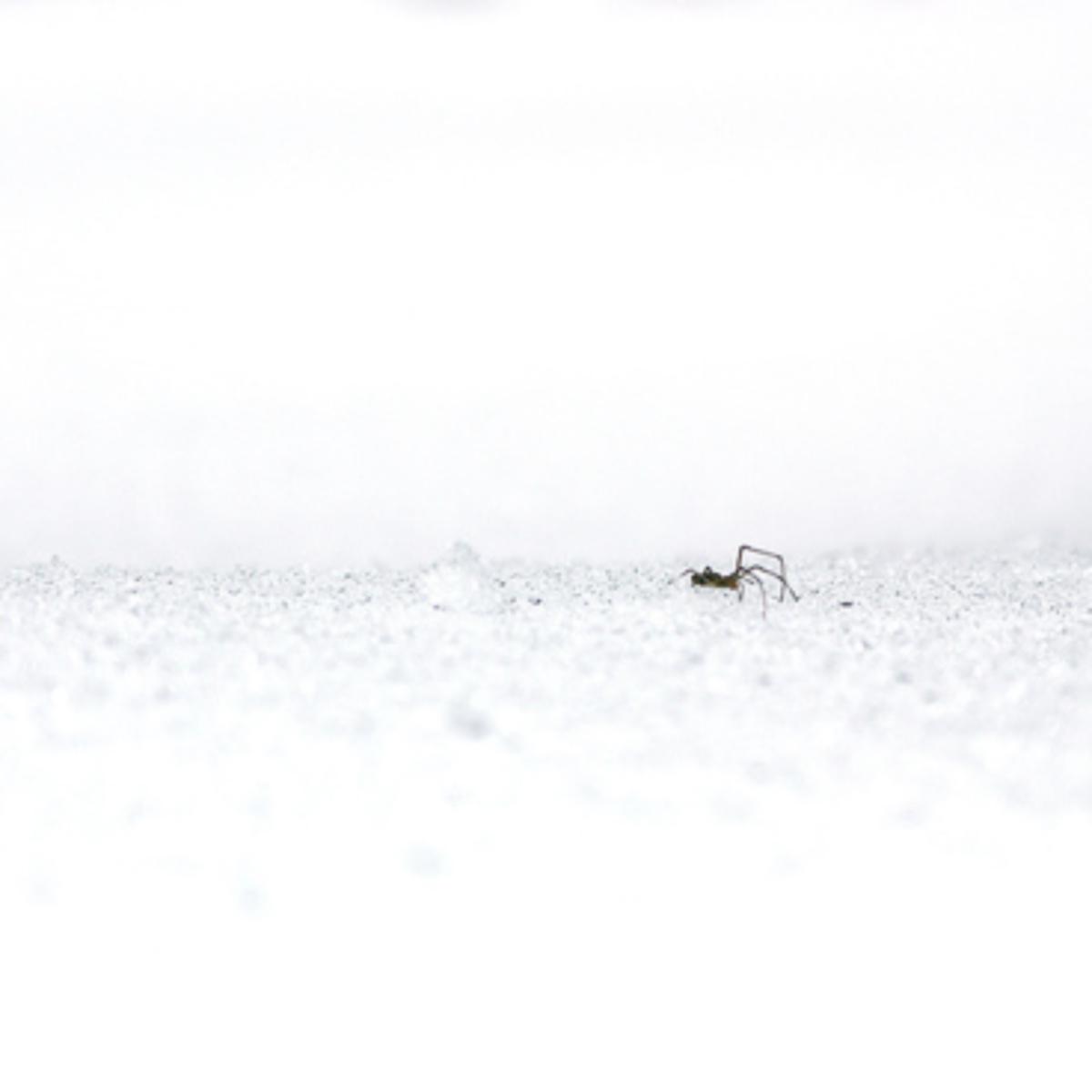 Snow Spider · MaisonBisson