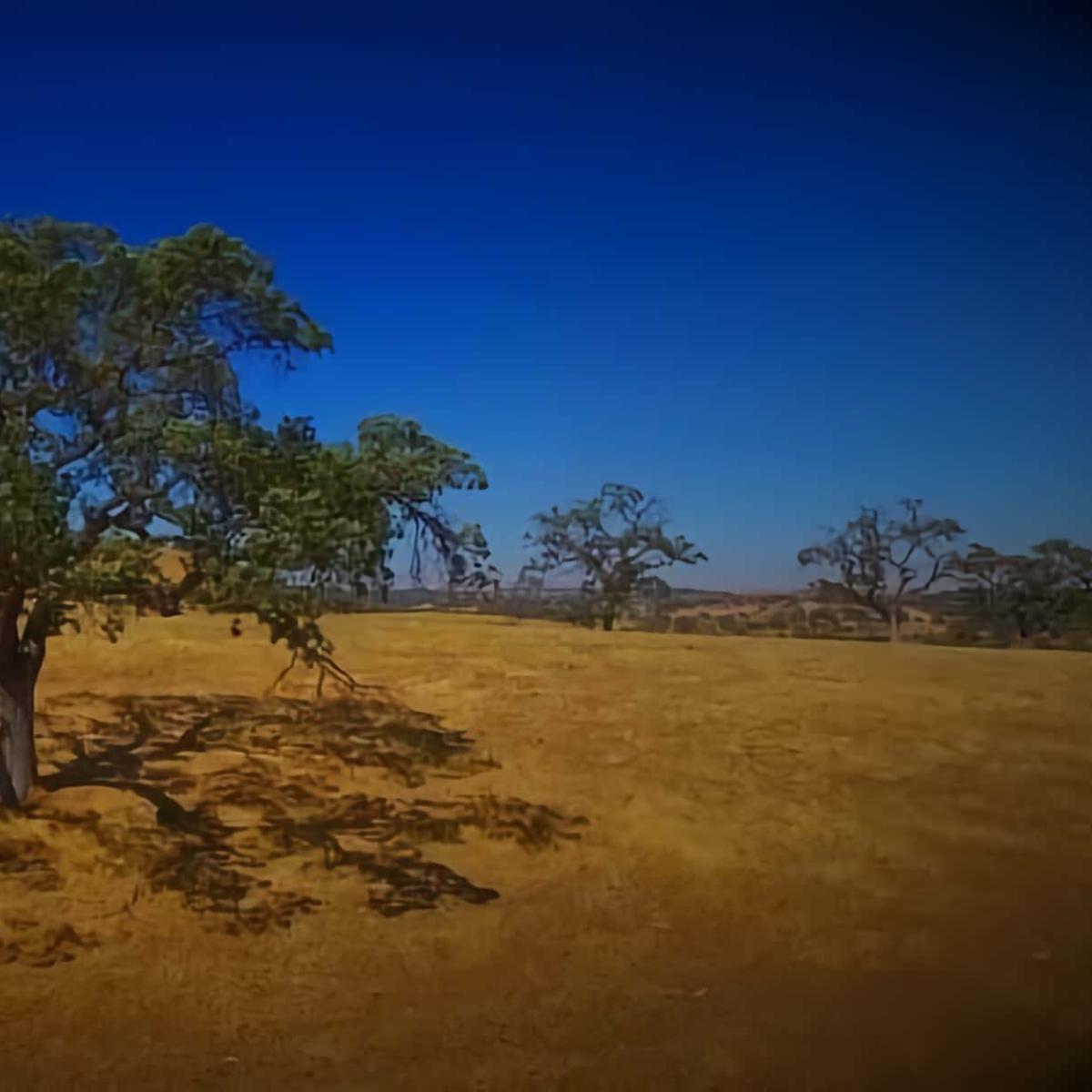 Tree, Paso Robles · MaisonBisson